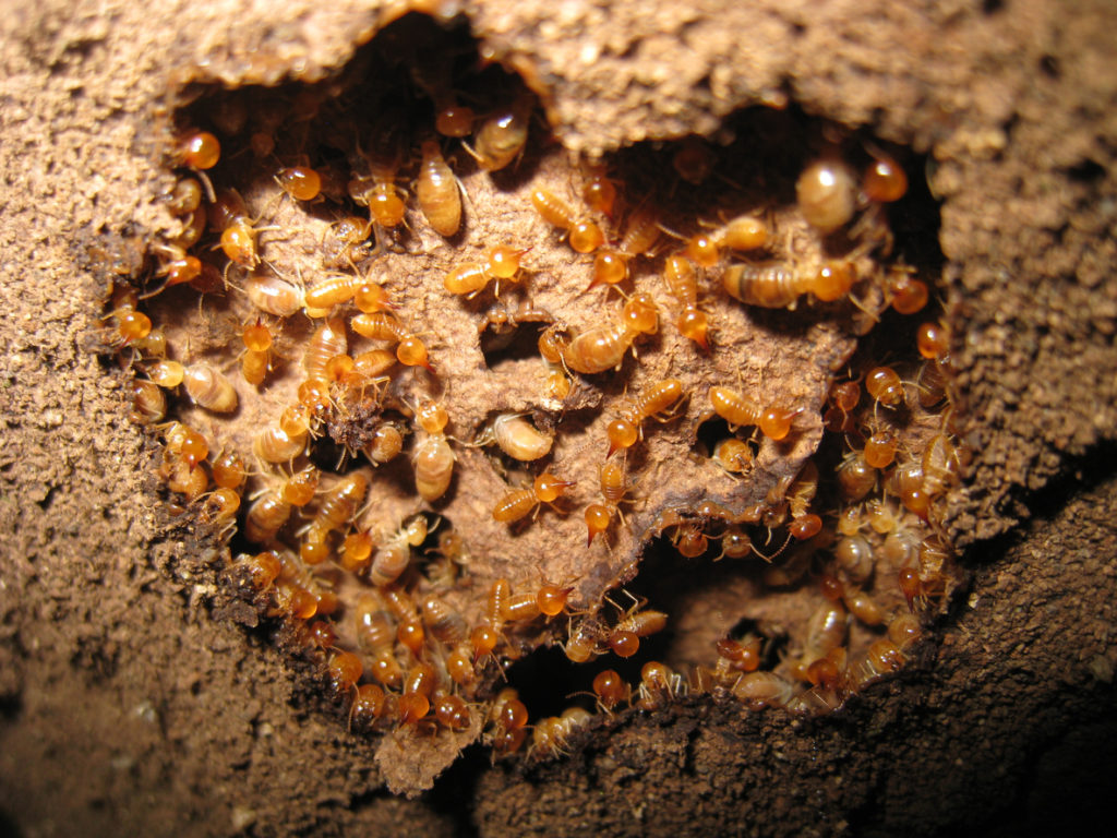 Subterranean Termites in Marion, OH | Termite Service Mount Gilead, OH