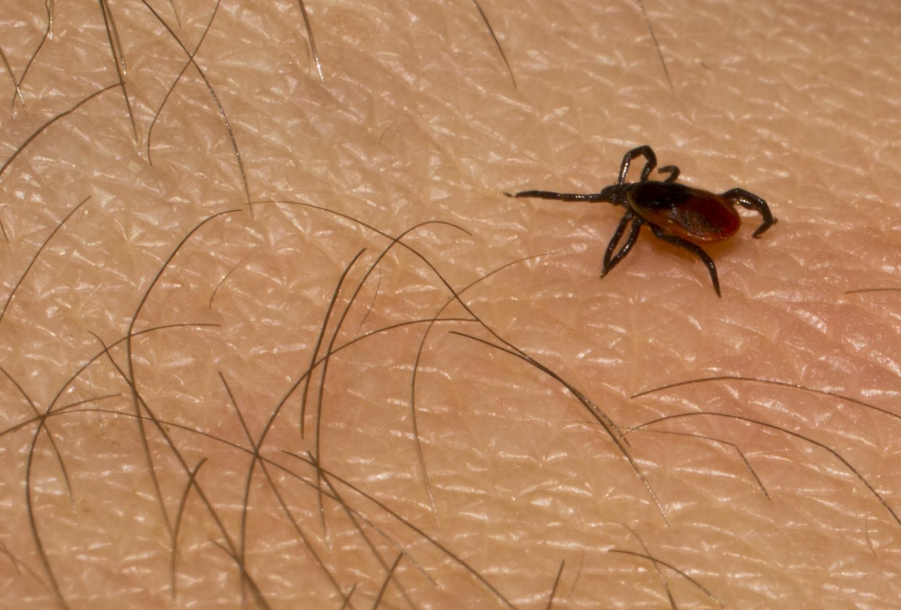 Tick Services In Marion, OH - D/J Bug Away